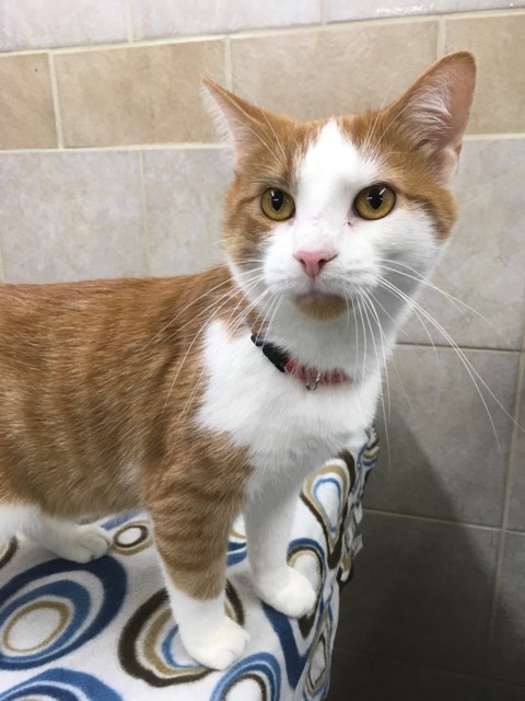 Chats pour adoption – SPA Régionale