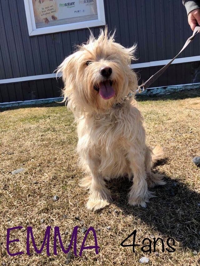 Chiens pour adoption – SPA Régionale