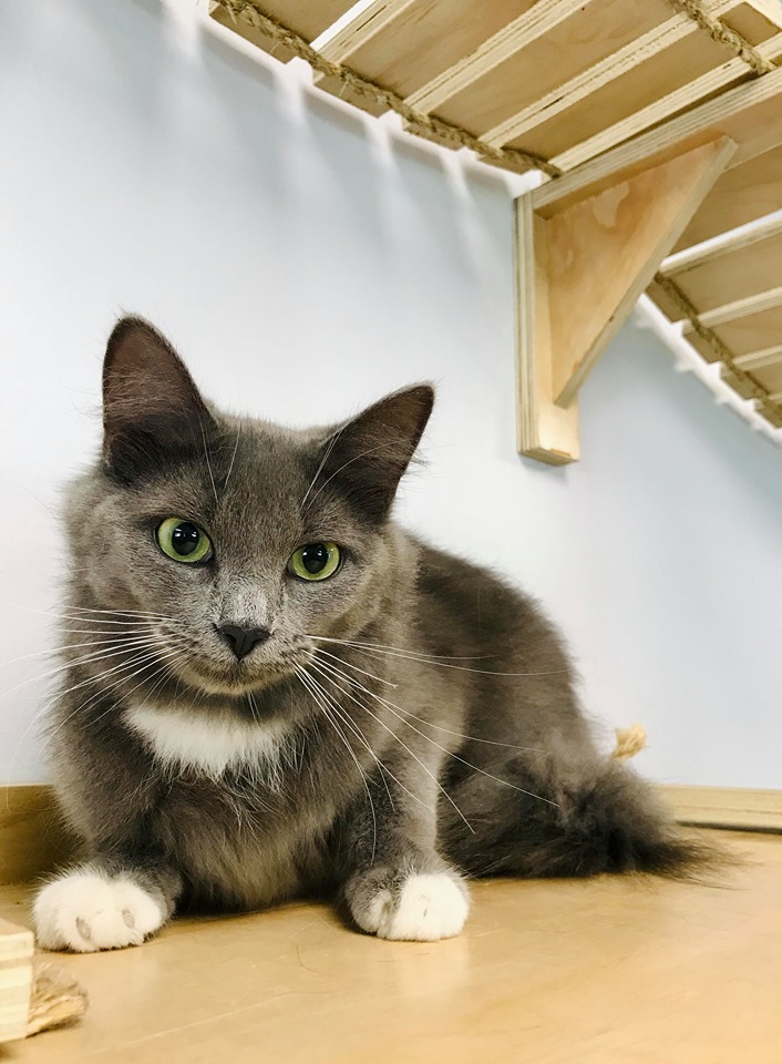 Chats pour adoption – SPA Régionale