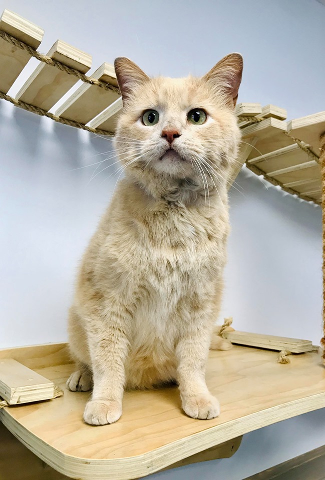 Chats pour adoption – SPA Régionale