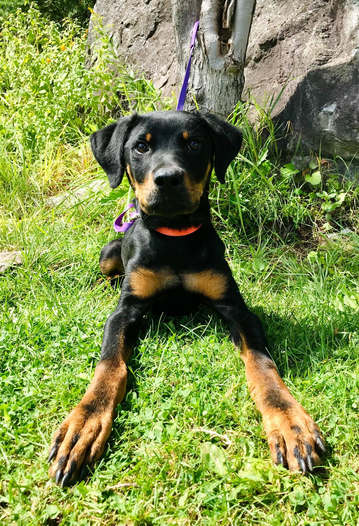 **ADOPTÉ** Chiot Rottweiler X pour adoption – Axel – SPA Régionale