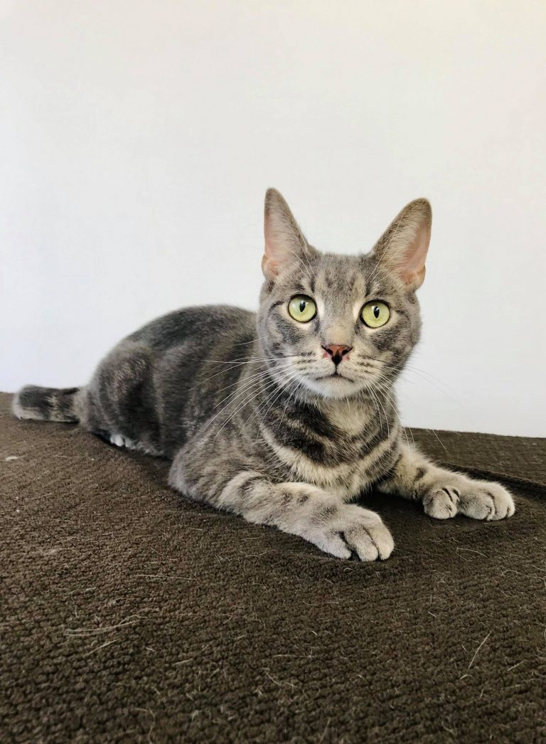 Chats pour adoption – SPA Régionale