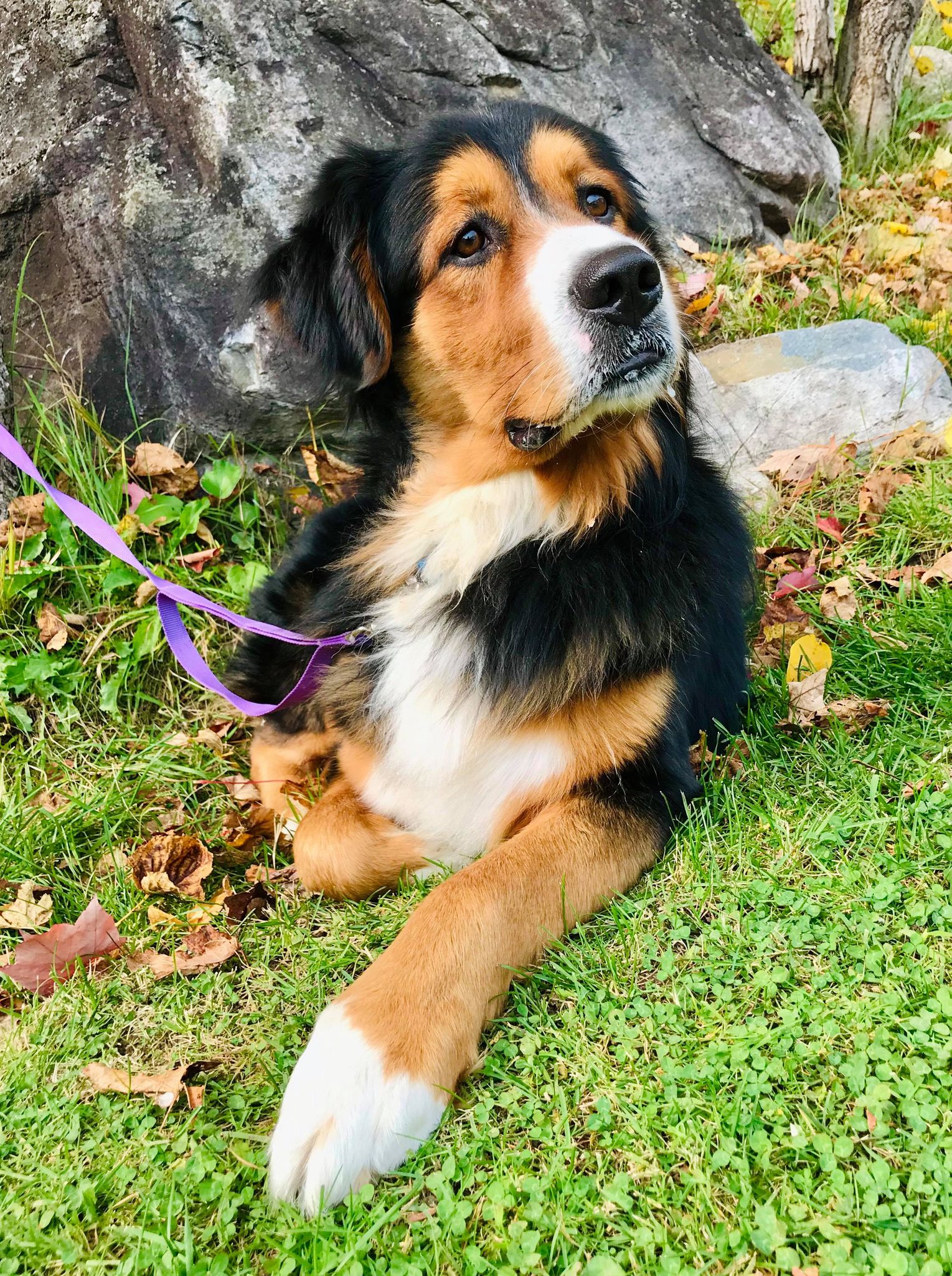 Chien Labernois pour adoption – Spencer – SPA Régionale