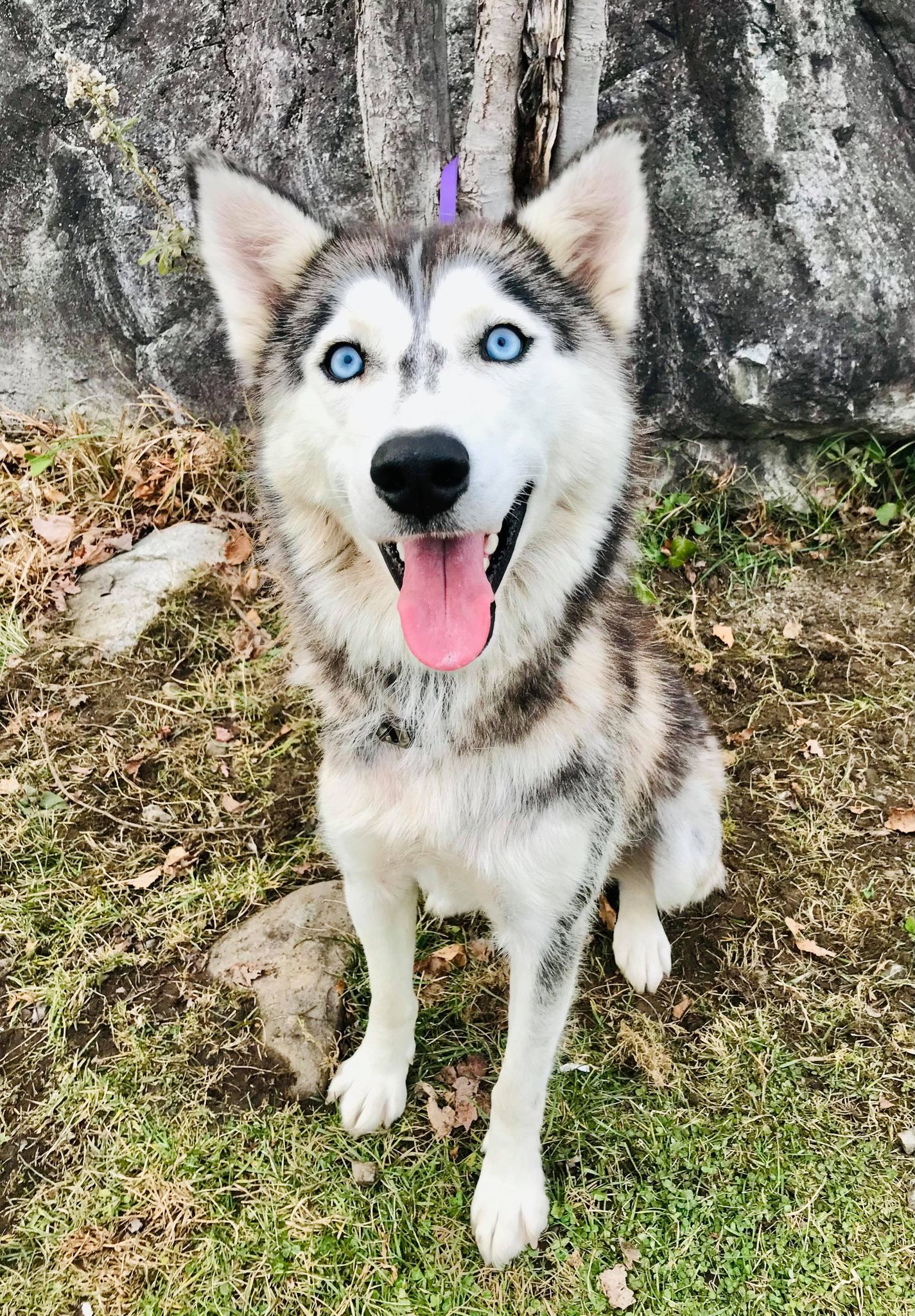 **ADOPTÉE** Chienne Husky sibérien pour adoption – Laska – SPA Régionale