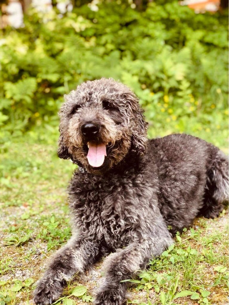 **ADOPTÉ** Chien Labradoodle pour adoption – Blake – SPA Régionale