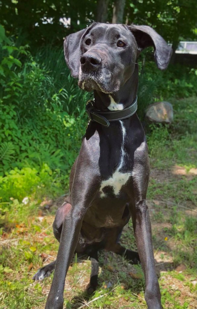 Chienne Grand Danois pour adoption – Maeva – SPA Régionale