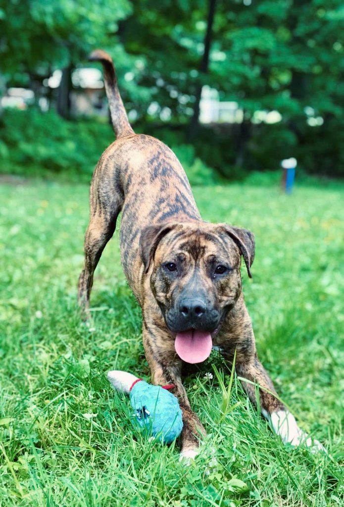 Chien Cane Corso X Boxer X Labrador pour adoption – Rocky – SPA Régionale