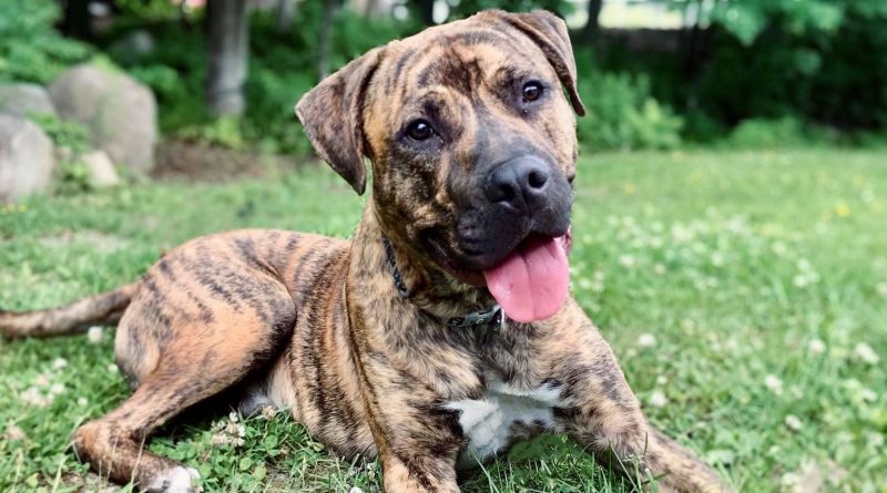 Chien Cane Corso X Boxer X Labrador pour adoption – Rocky – Page 2 ...