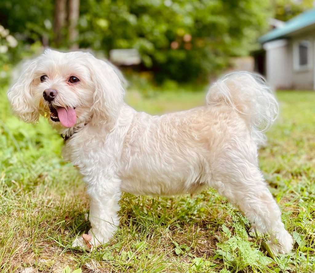 Chien Bichon maltais X pour adoption – Boubou – SPA Régionale