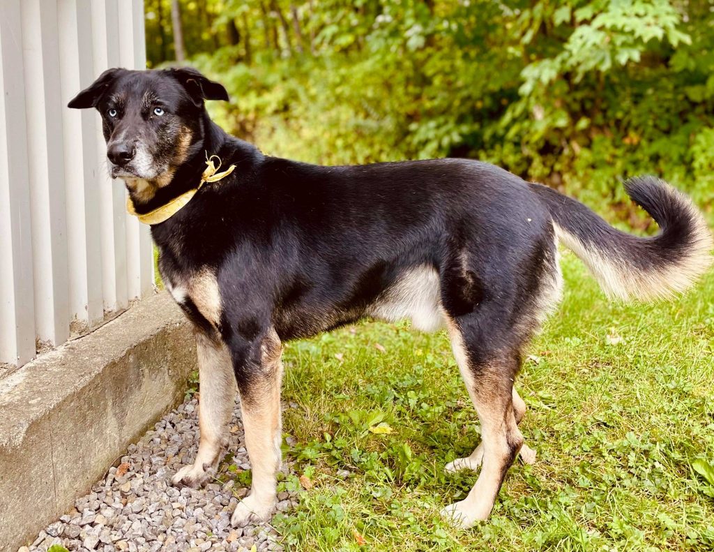 (ADOPTÉ) Chien Berger Allemand X Husky X Labernois pour adoption ...