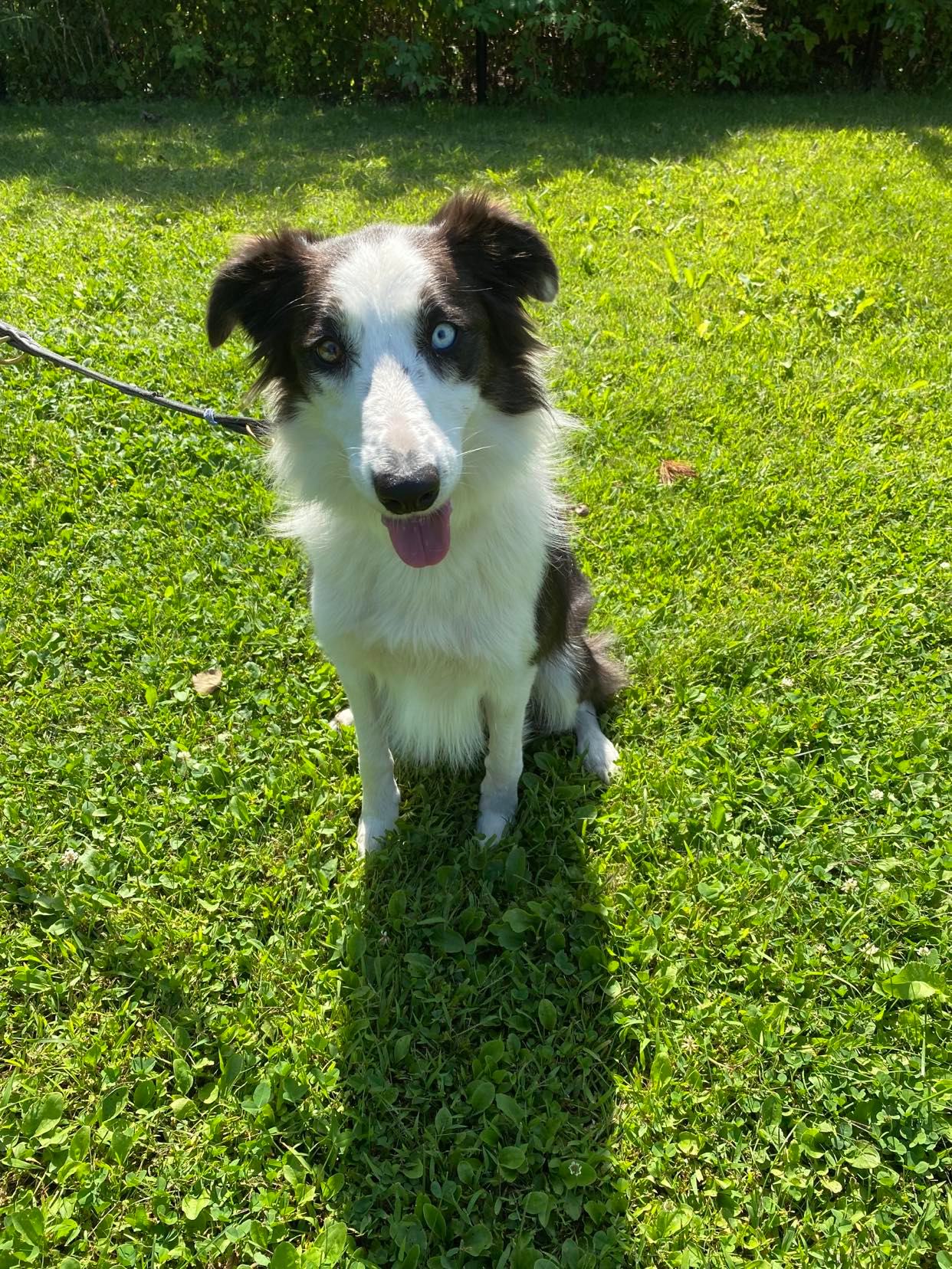 Chiens pour adoption – SPA Régionale