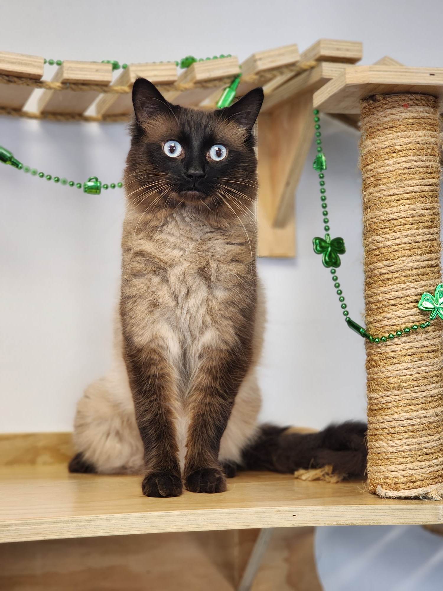 SPA Régionale – Adoption SPA Adopter un chien Adopter un chat